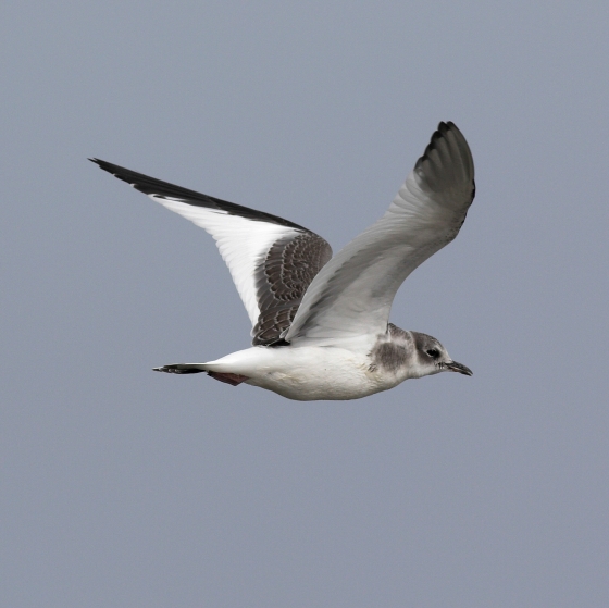 Sabine's Gull | BTO