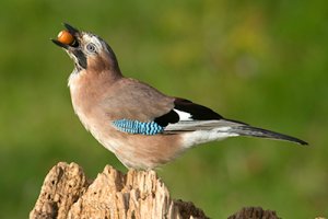 Jay | BTO - British Trust for Ornithology