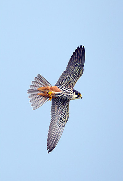 Hobby (bird) - Alchetron, The Free Social Encyclopedia