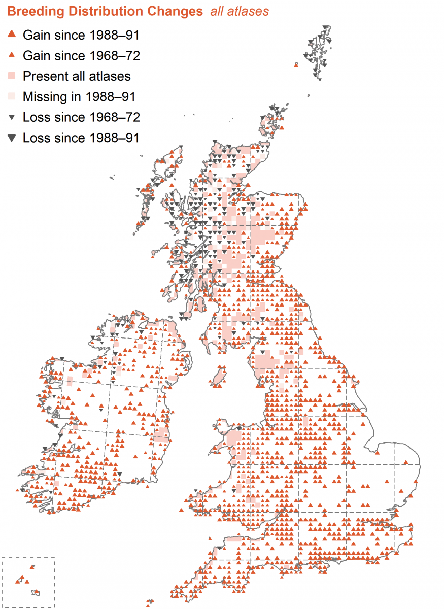 Peregrine | BTO - British Trust for Ornithology